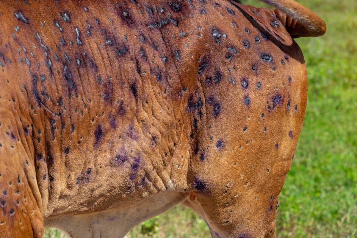 Recent Cattle Disease Outbreaks in India: FMD, LSD Highlight ...